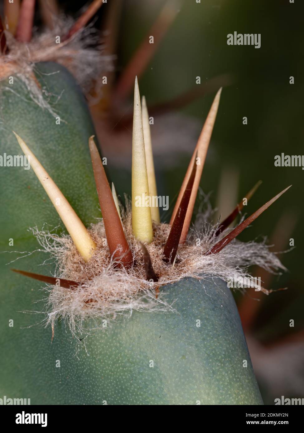 Thorns brazilian mandacaru cactus hi-res stock photography and images ...