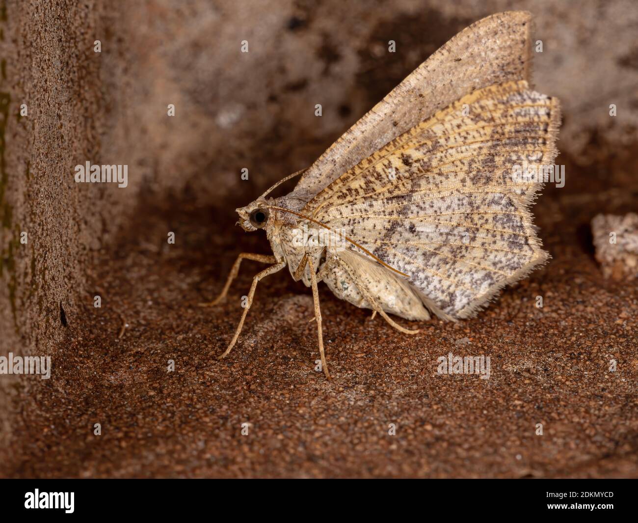 Geometer Moth of the Family Geometridae Stock Photo - Alamy