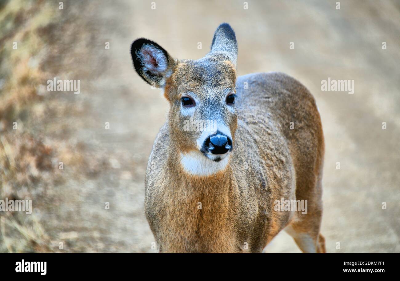 Canadian deer hi-res stock photography and images - Alamy