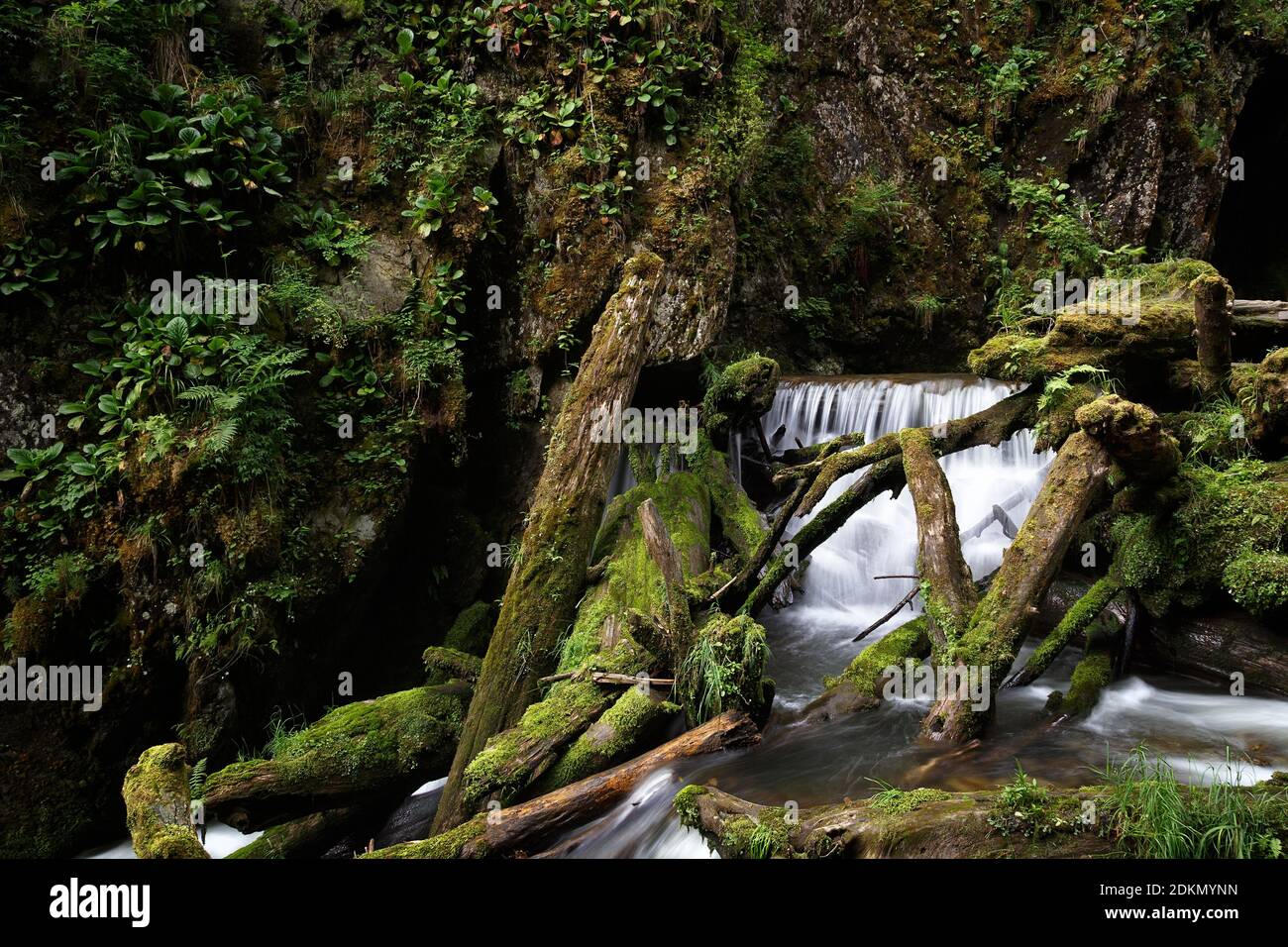 A small waterfall on a stream in a gorge covered with lush greenery and ...