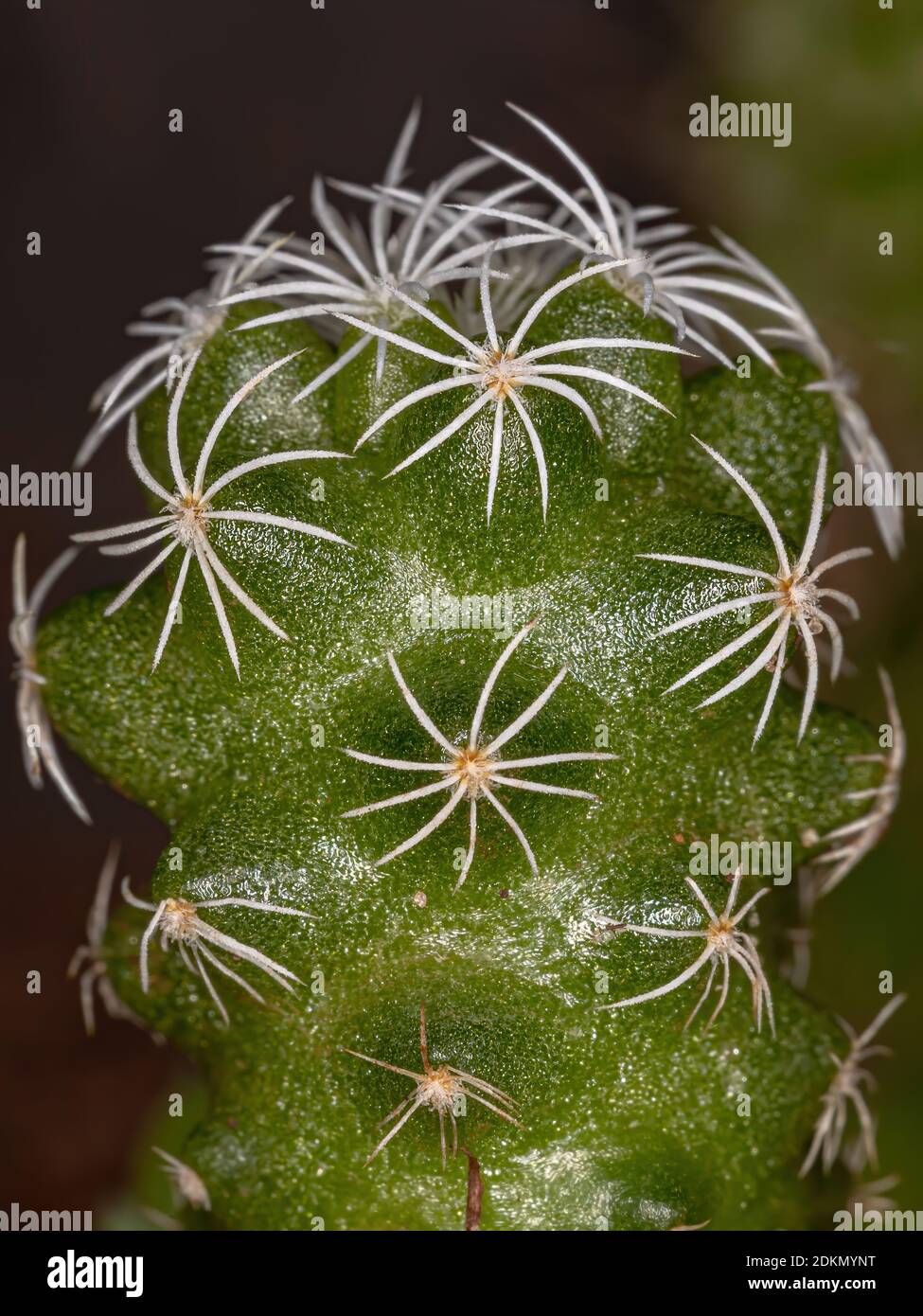 Cultivated cactus full of thorns Stock Photo - Alamy