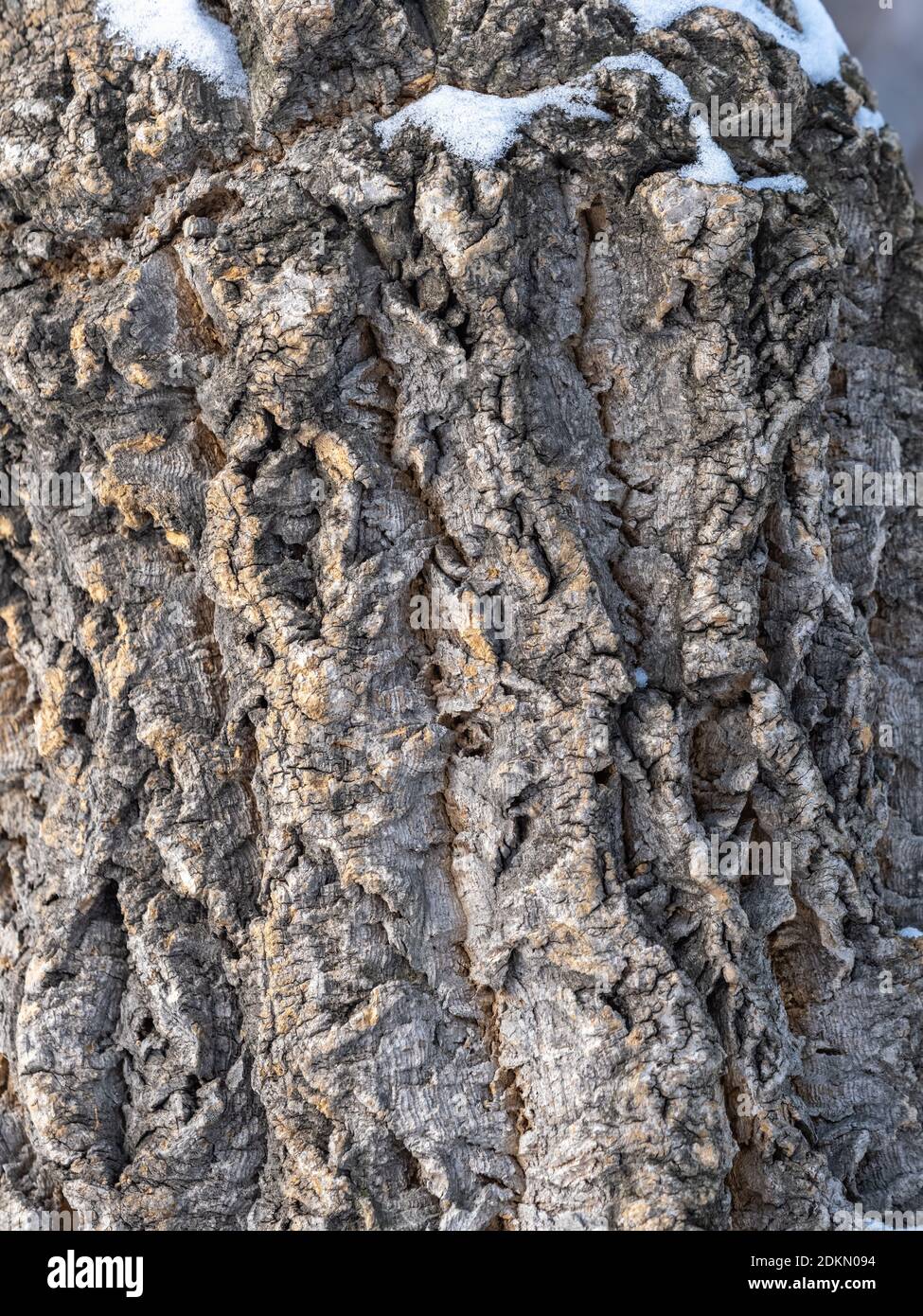 Cork bark texture with a hollow. Tree bark texture. Natural background ...