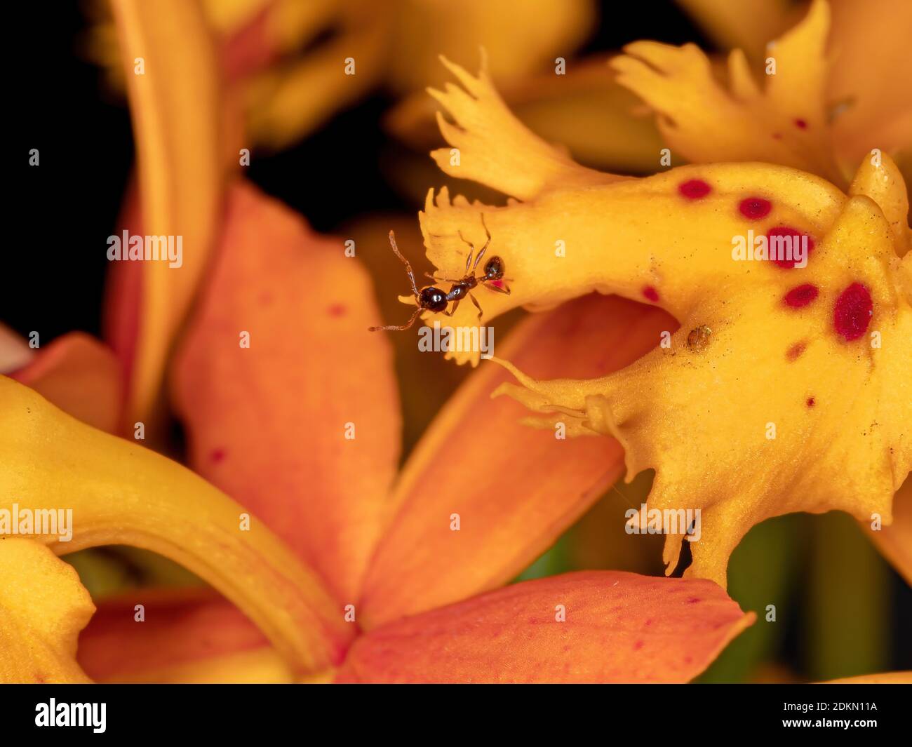 Epidendrum leaf hi-res stock photography and images - Alamy