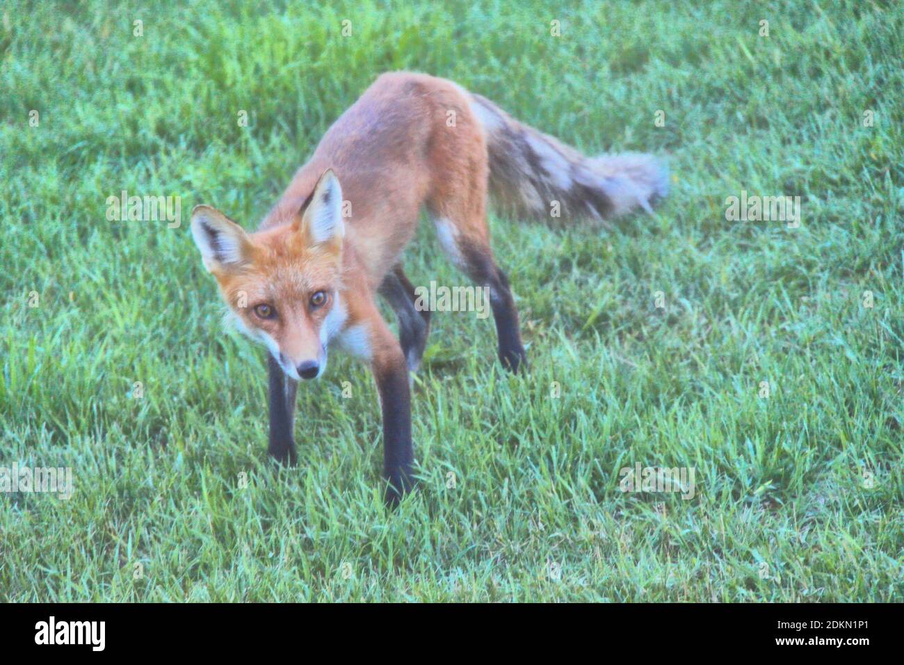 A red fox with unique coloring walking on the grass of a country ...