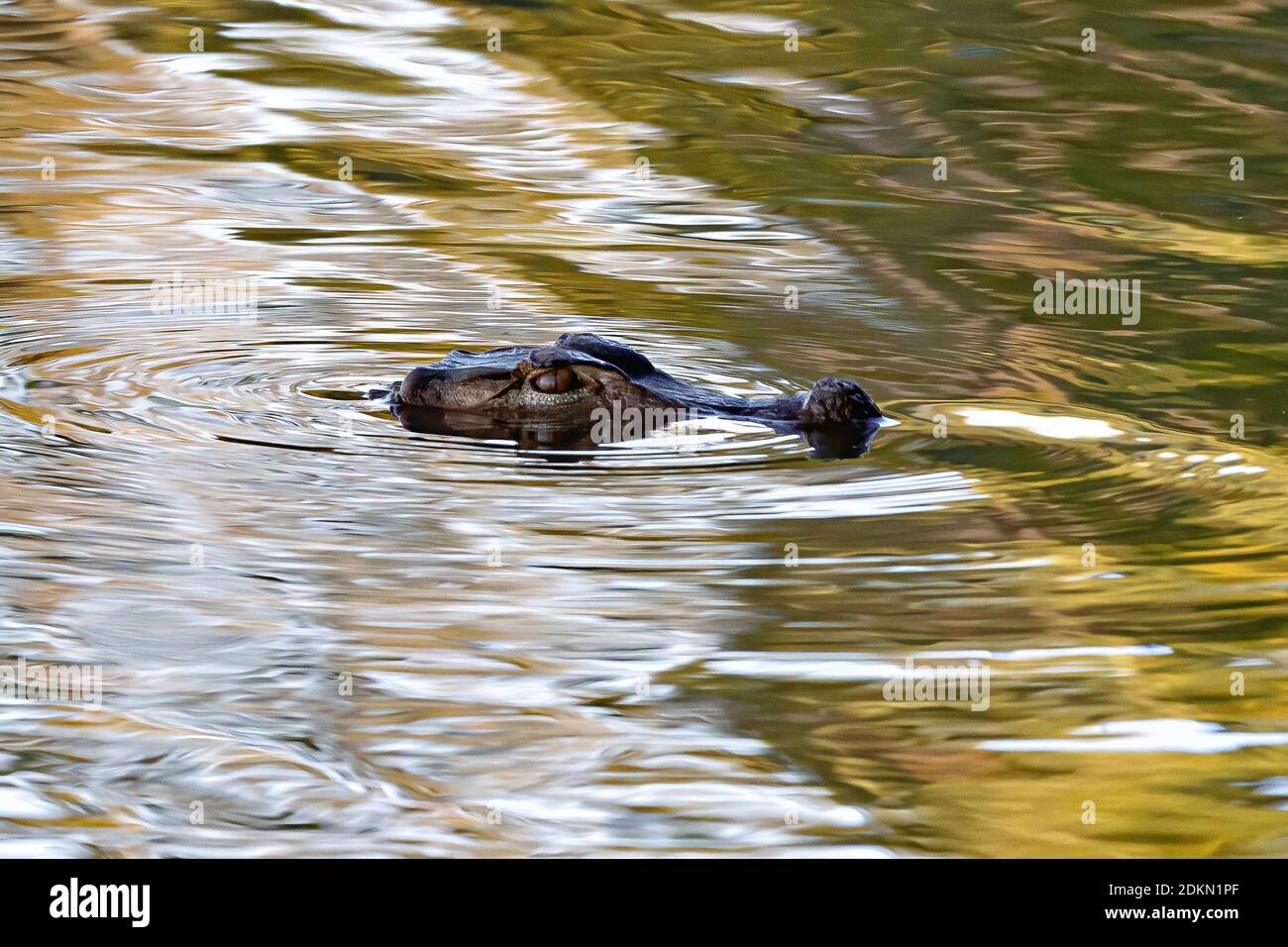 Cuvier's Dwarf Caiman of the species Paleosuchus palpebrosus Stock ...