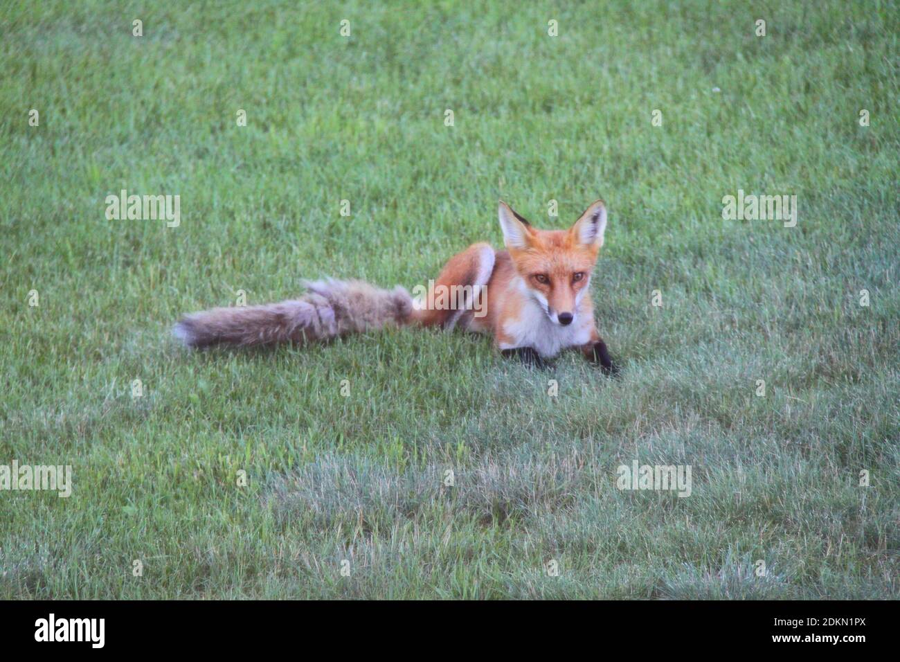 A red fox with unique coloring lays on the lawn of a country property ...