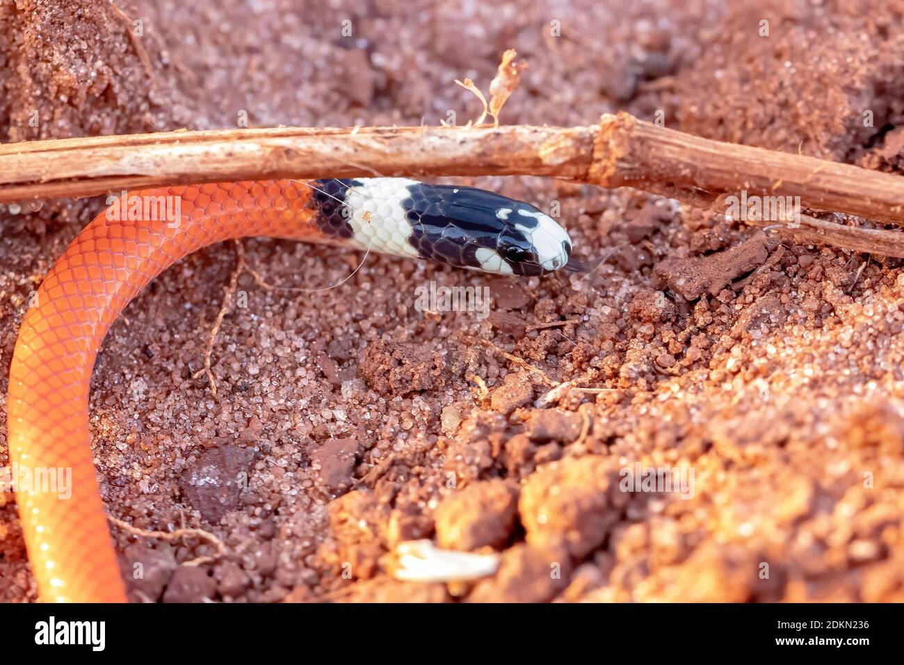 Burrowing snake hi-res stock photography and images - Alamy