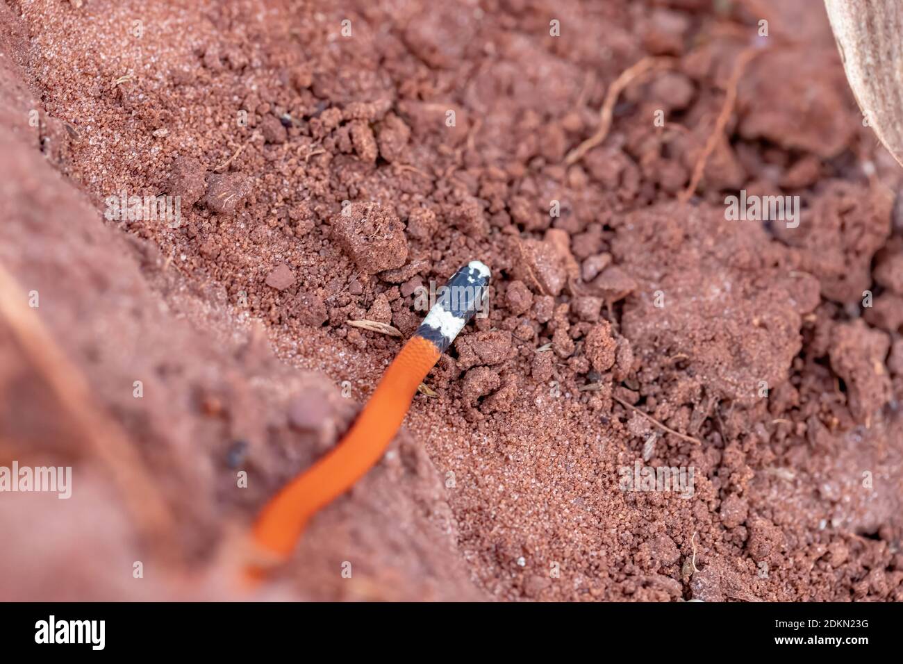 Orange burrowing hi-res stock photography and images - Alamy