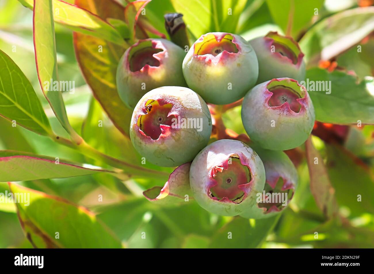 Macro of a cluster of green blueberries Stock Photo - Alamy