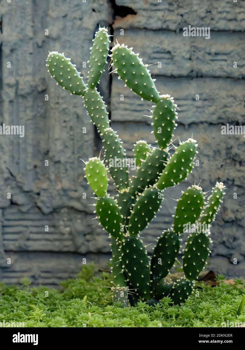 Isolated potted cacti flower with thorns botany hi-res stock ...