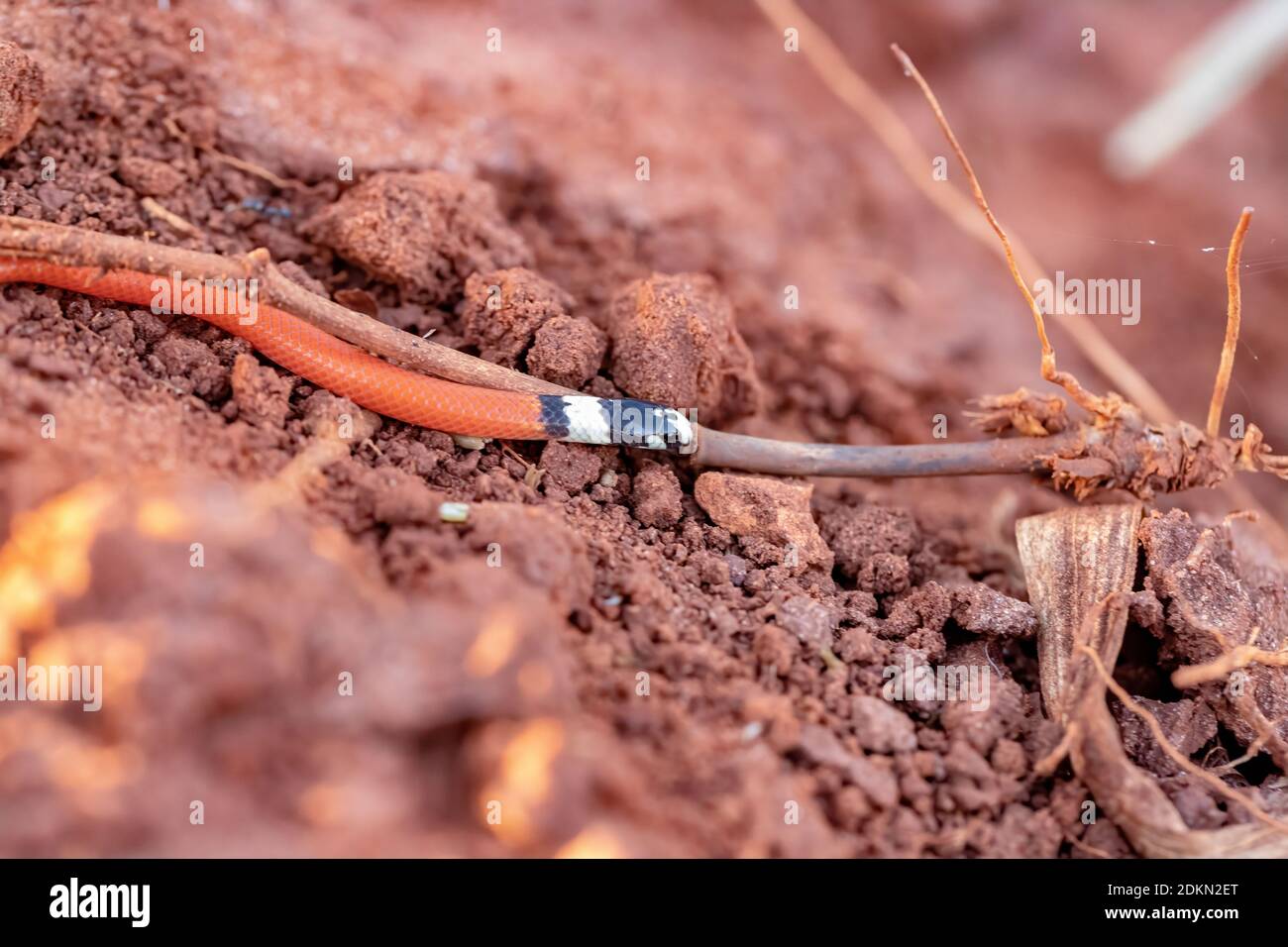 Burrowing snake hi-res stock photography and images - Alamy