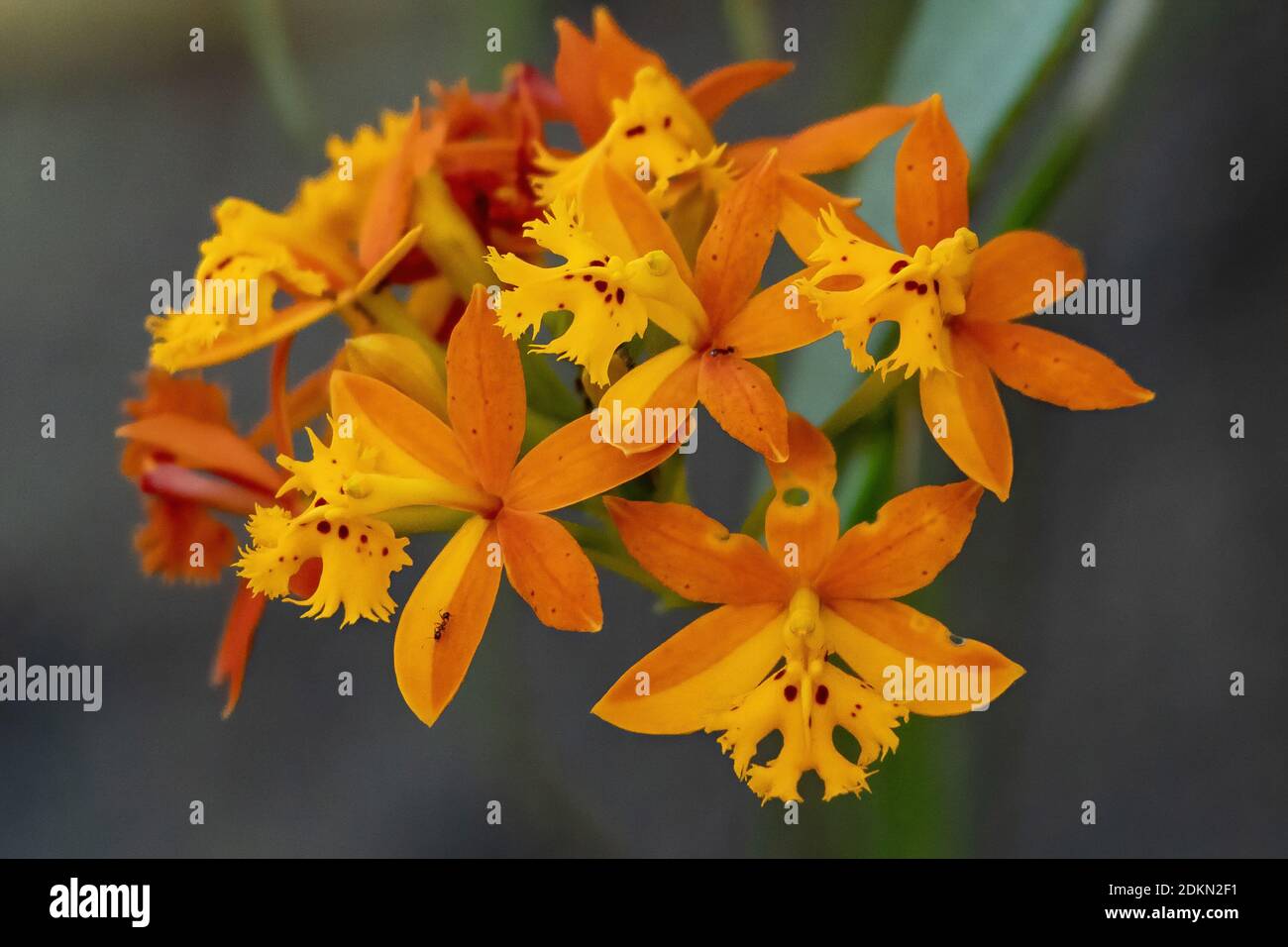 Yellow orchid flower of the genus Epidendrum Stock Photo - Alamy