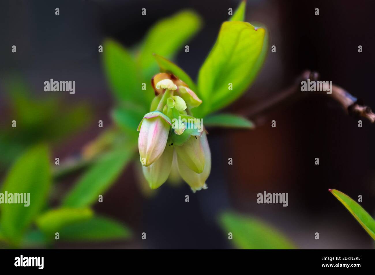 Closeup of blueberry buds that are still closed Stock Photo - Alamy