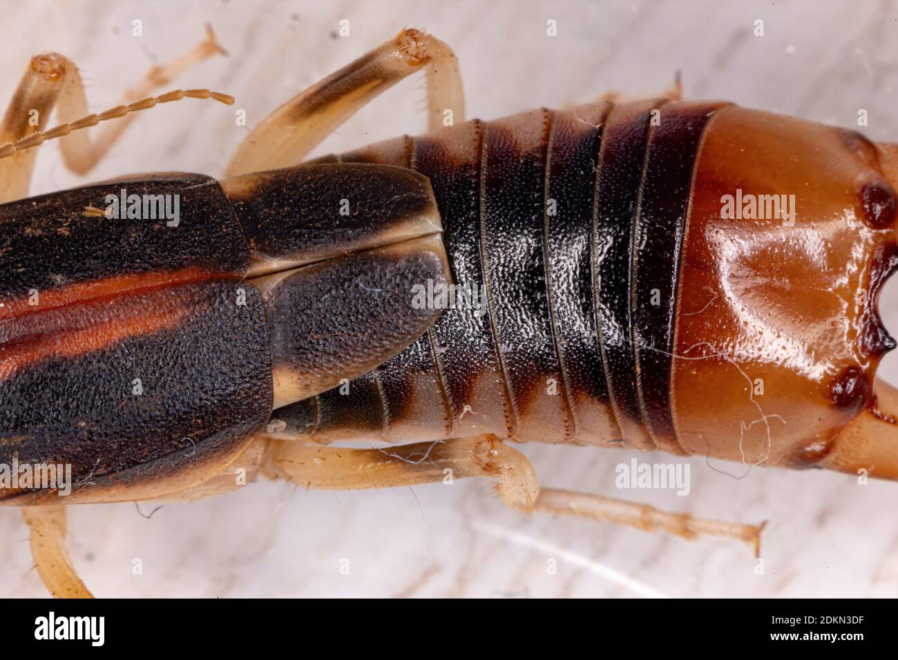 Shore Earwig of the species Labidura riparia Stock Photo - Alamy
