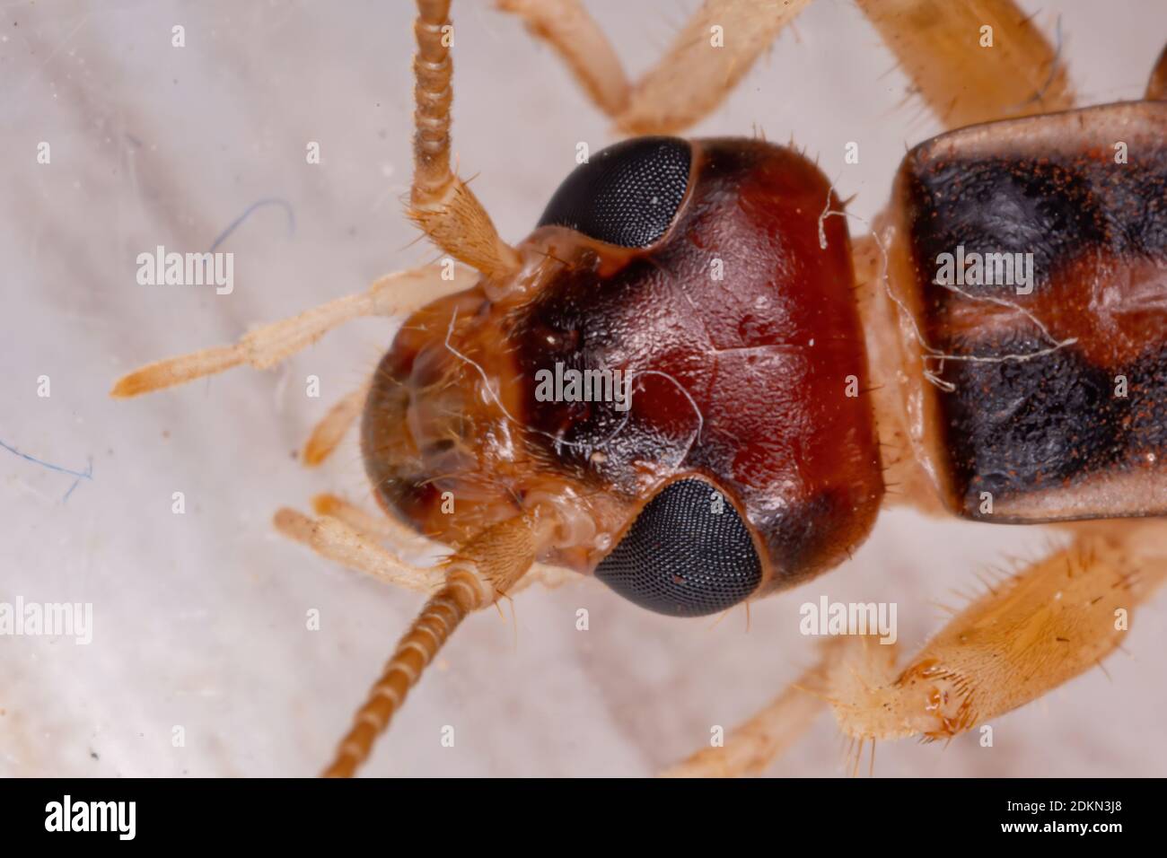 Shore Earwig of the species Labidura riparia Stock Photo - Alamy