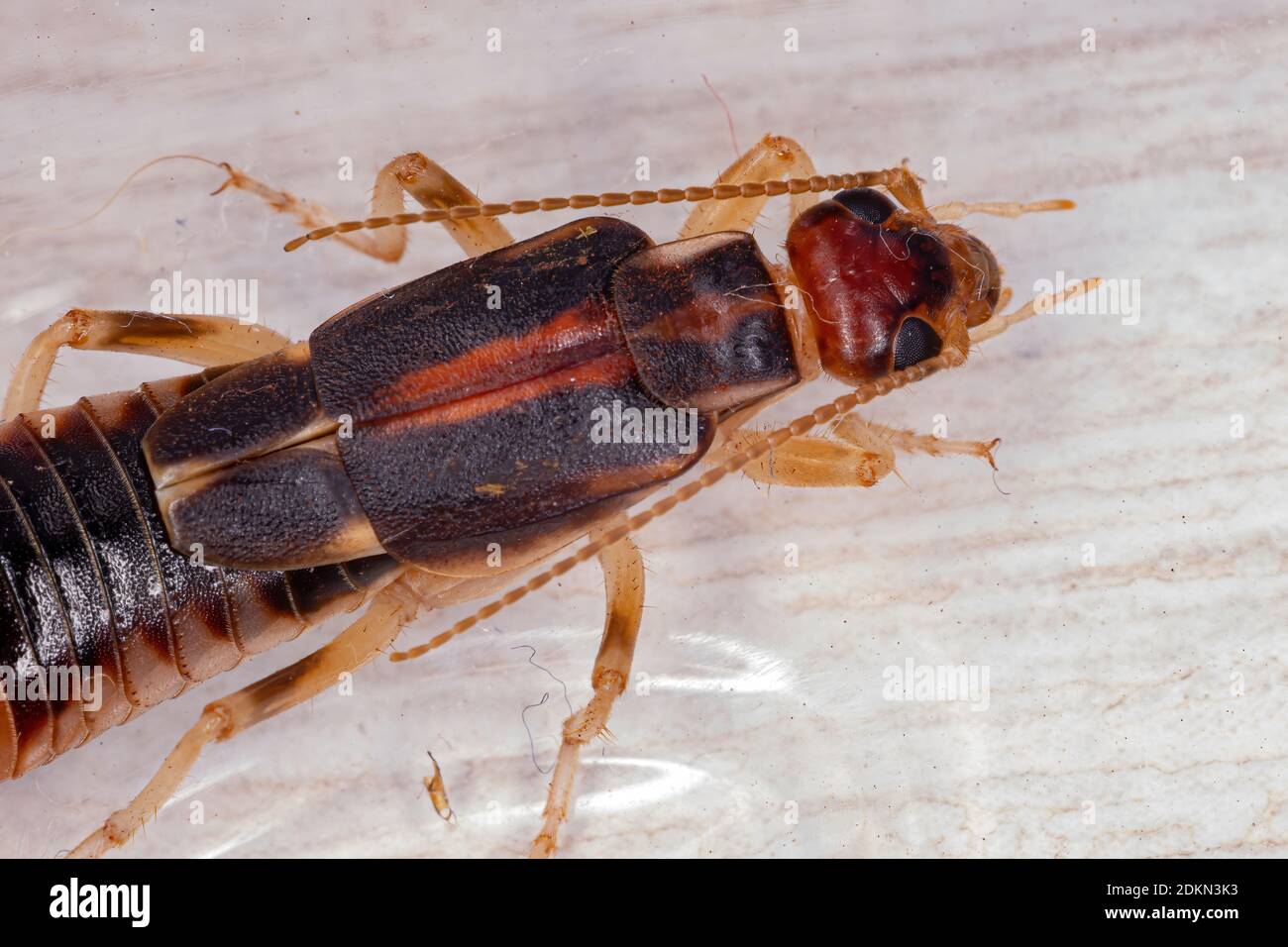 Species guards hi-res stock photography and images - Alamy