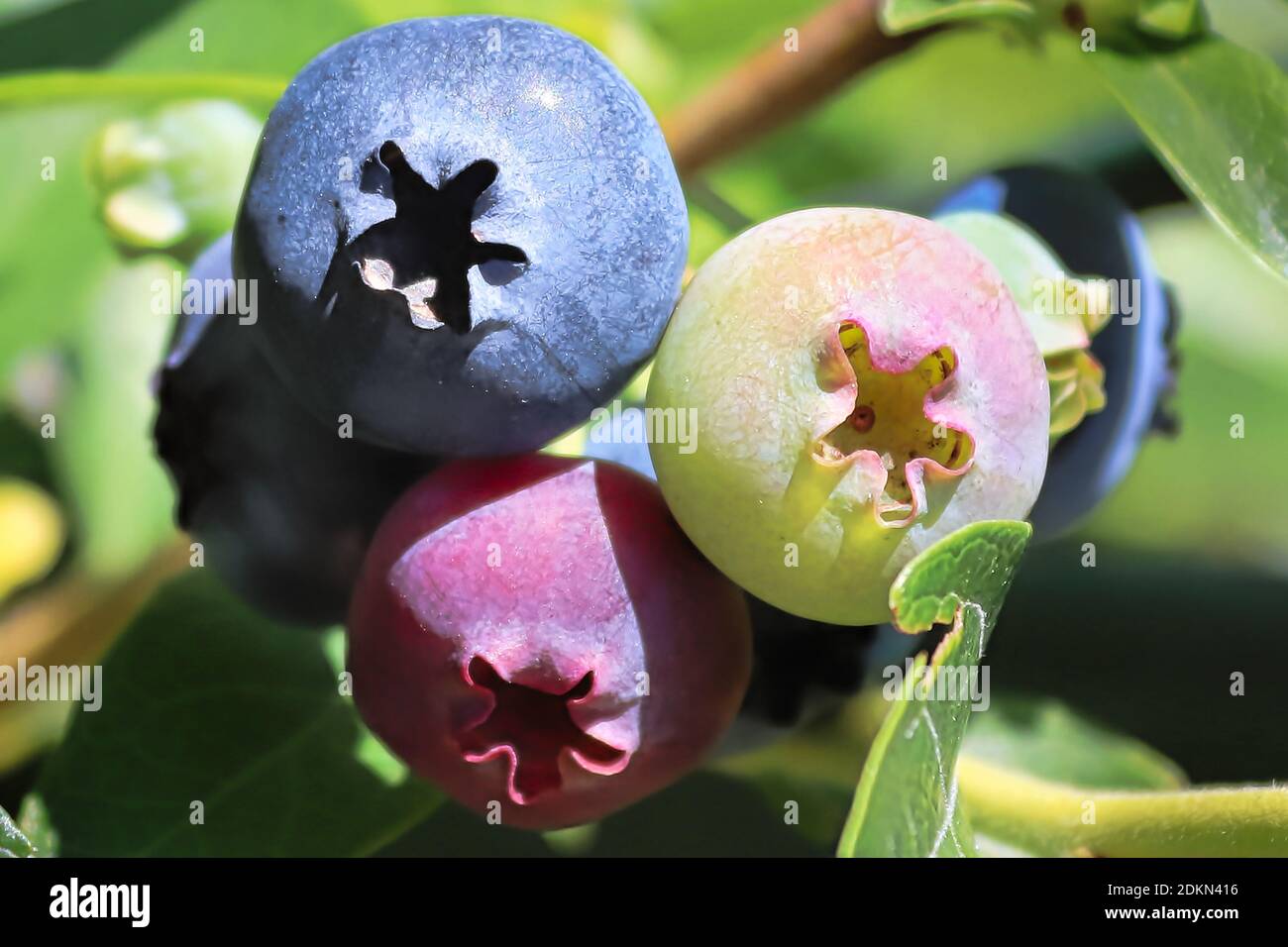 A macro of blueberries in various stages of ripening Stock Photo - Alamy