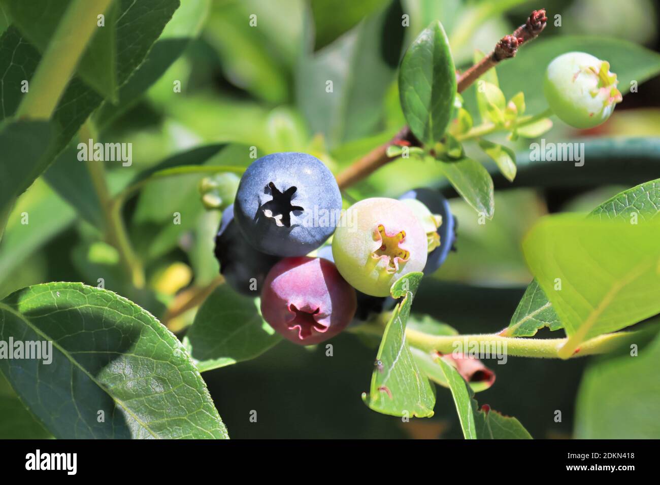A cluster of blueberries in various stages of ripening Stock Photo - Alamy