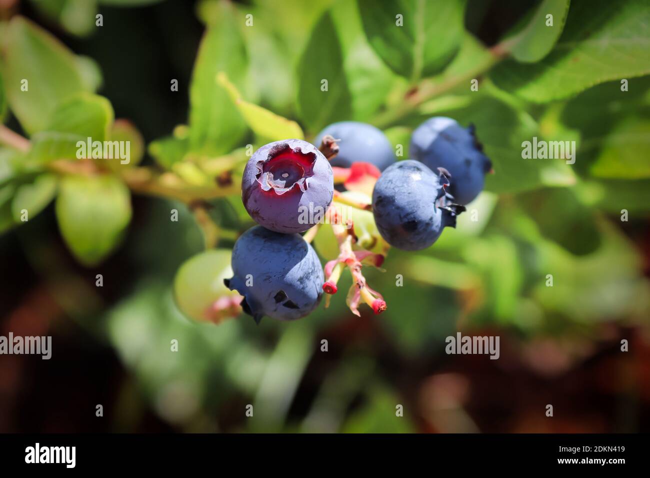 A cluster of ripe blueberries with an empty picked stem Stock Photo - Alamy