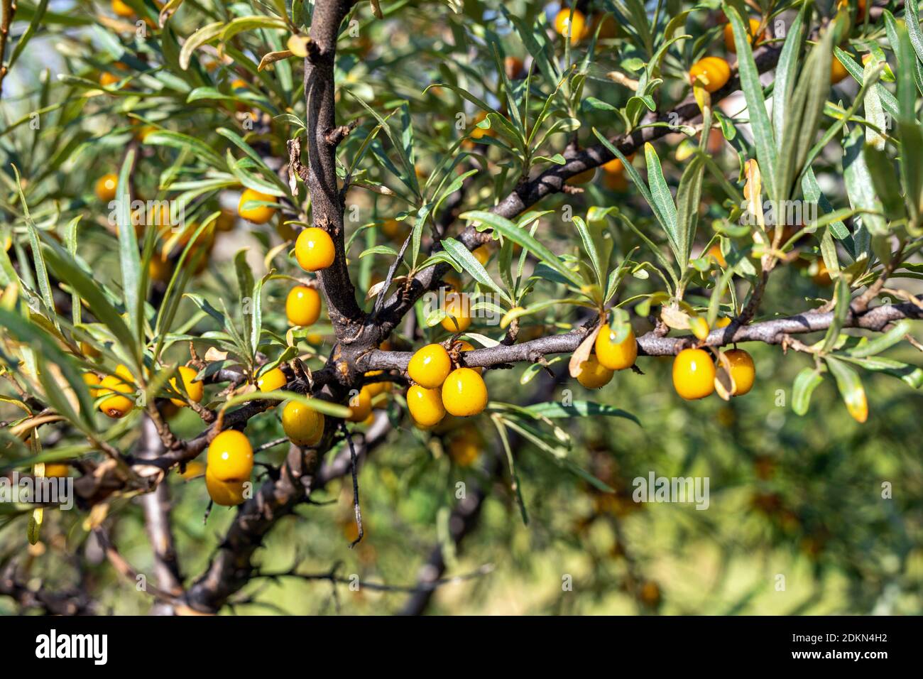 Hippophae rhamnoides also known as common sea buckthorn shrub. Harvest ...