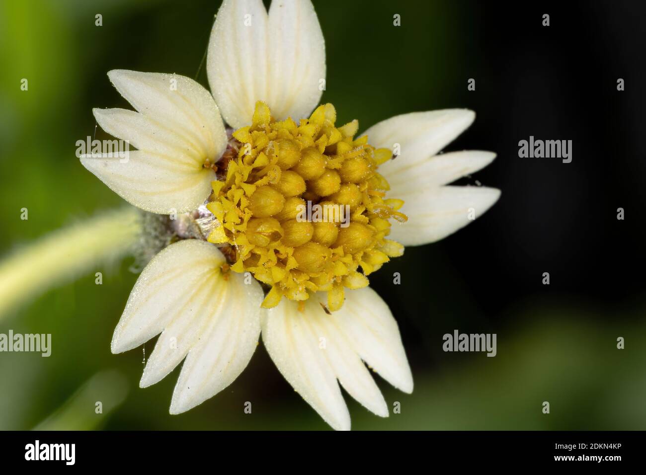 Flower of the plant Tridax procumbens Stock Photo - Alamy