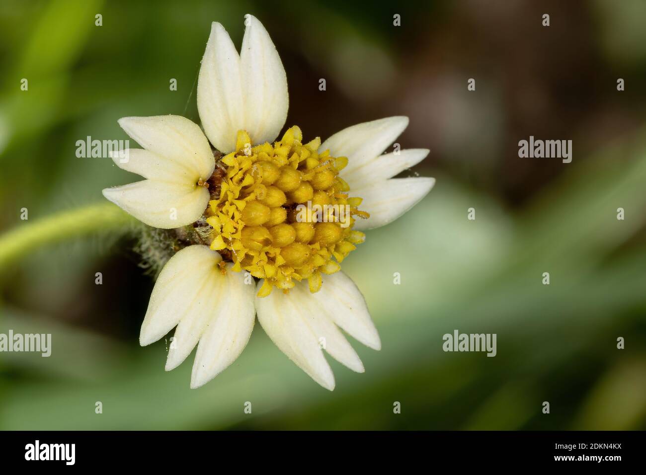 Flower of the plant Tridax procumbens Stock Photo - Alamy