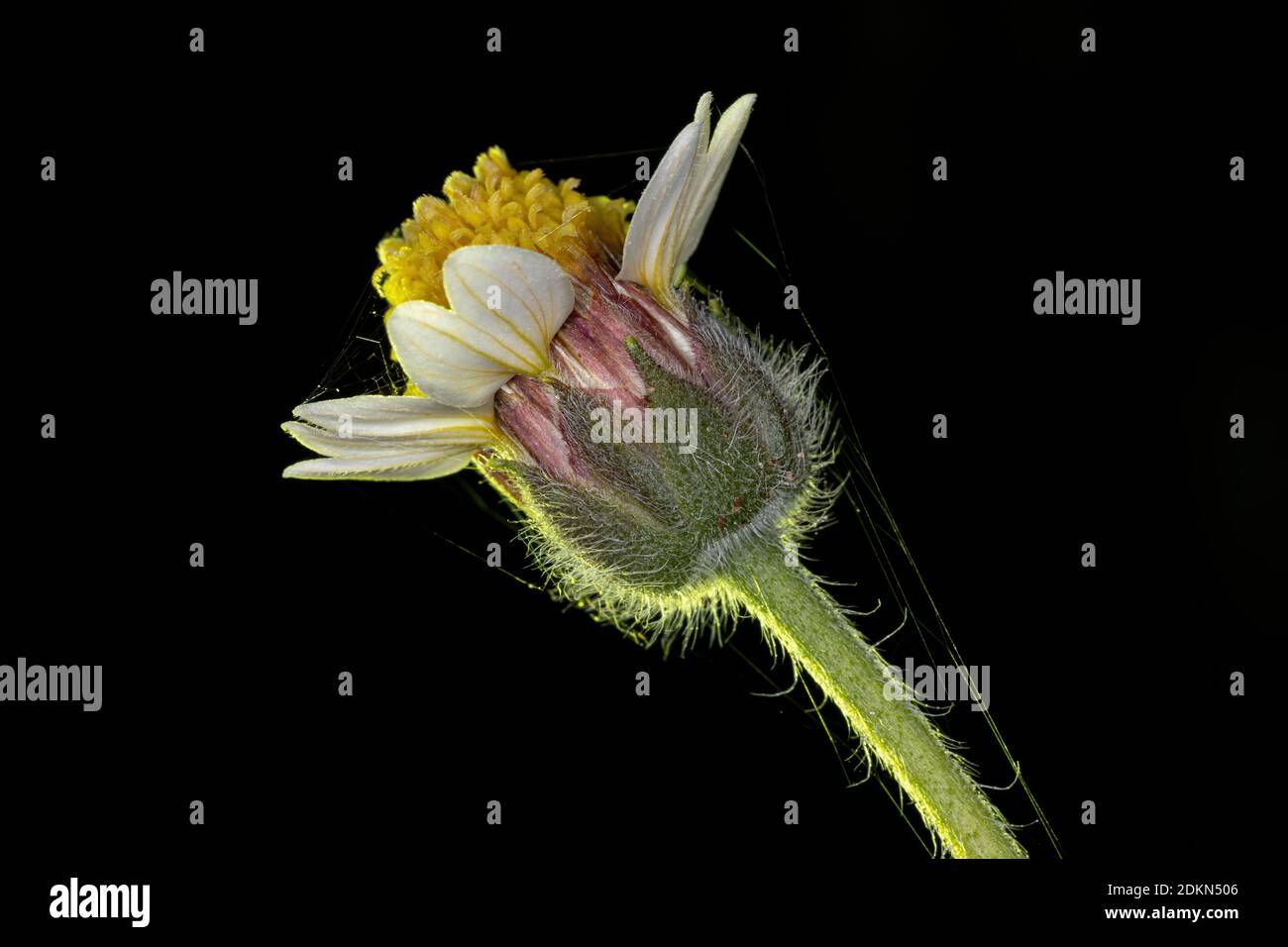 Flower of the plant Tridax procumbens Stock Photo - Alamy