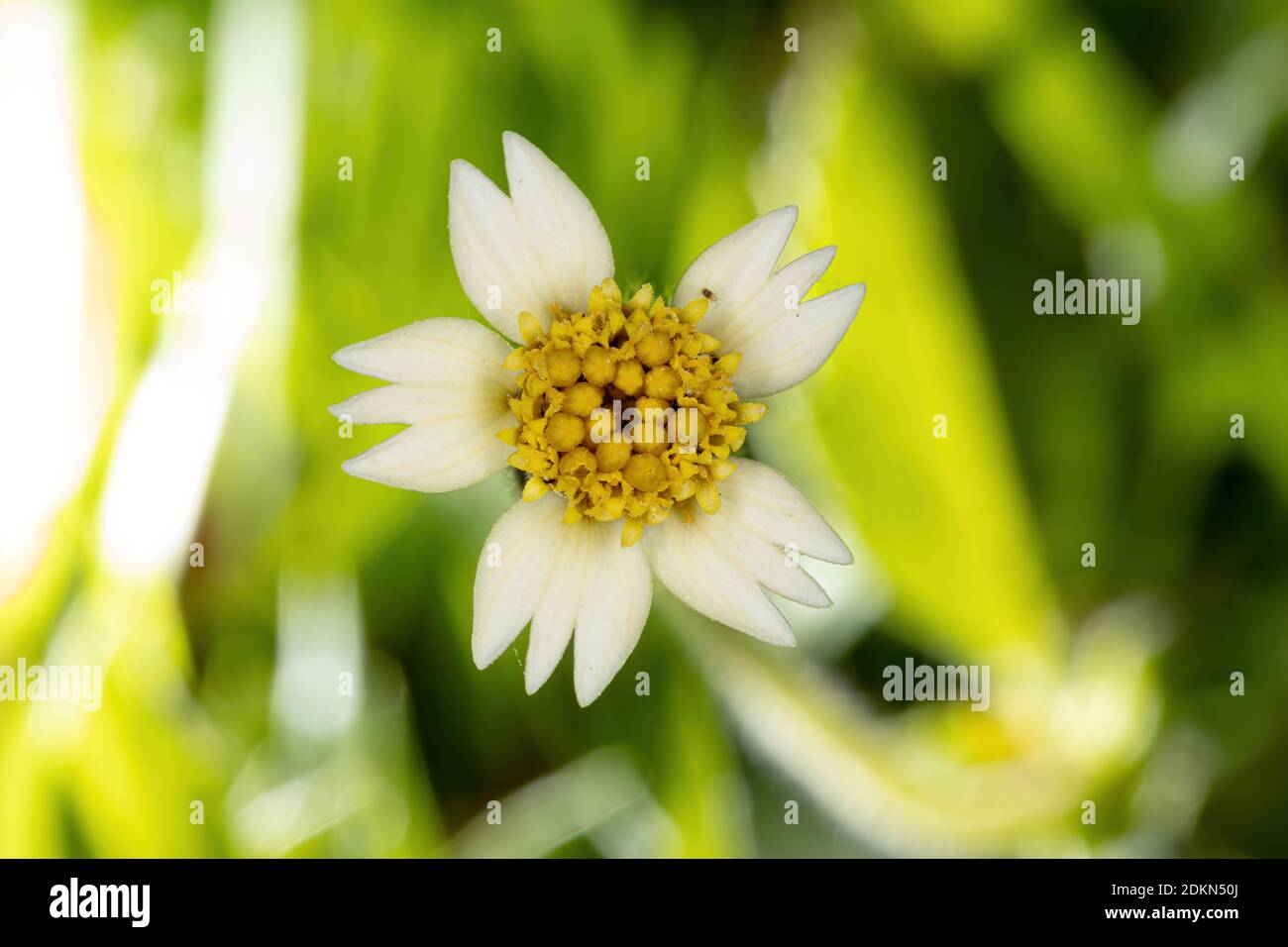 Flower of the plant Tridax procumbens Stock Photo - Alamy