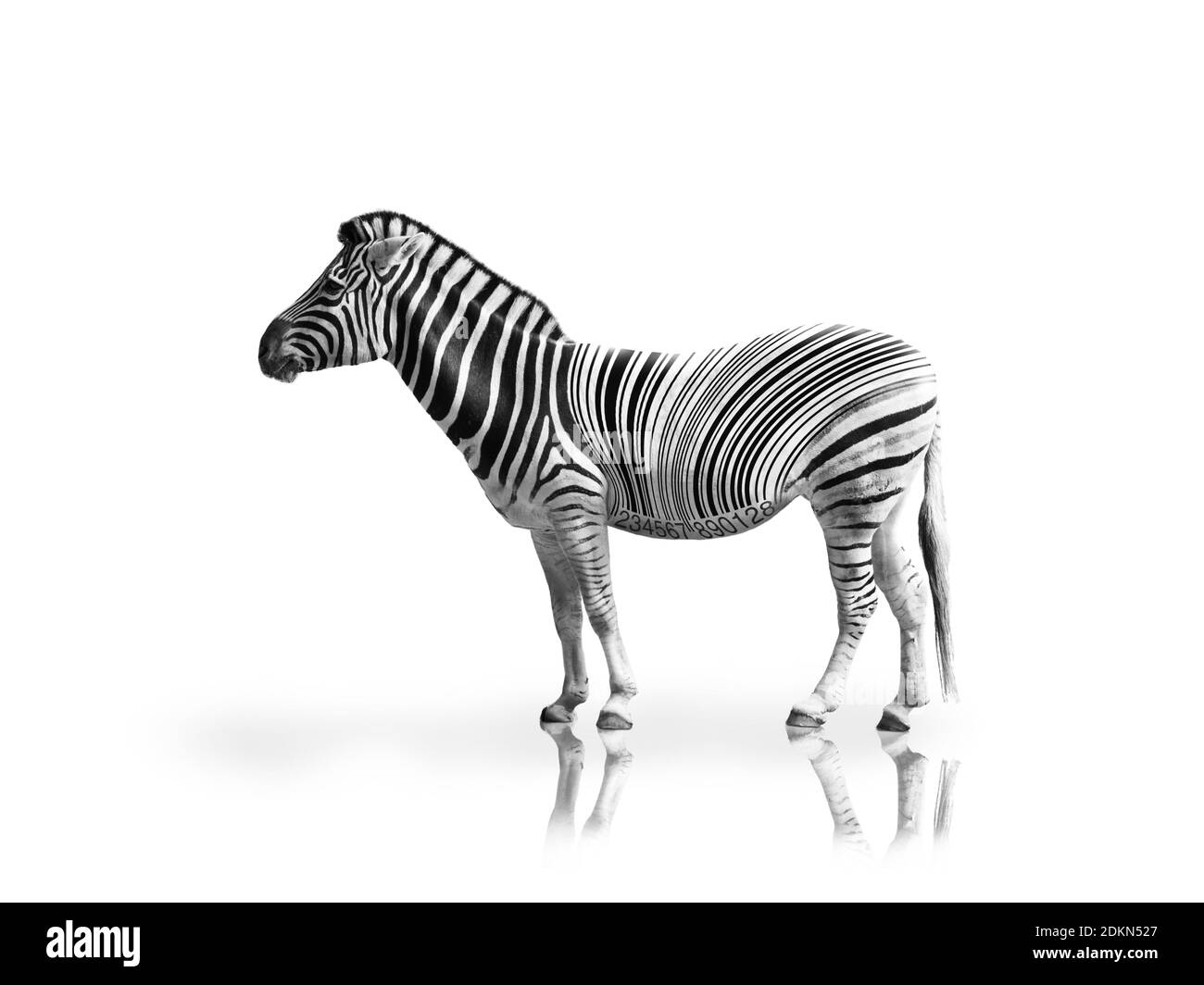 Zebra side view Cut Out Stock Images & Pictures - Alamy