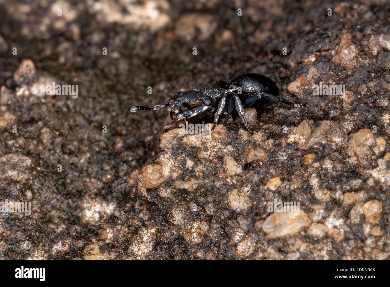 Turtle Ant of the Genus Cephalotes Stock Photo - Alamy