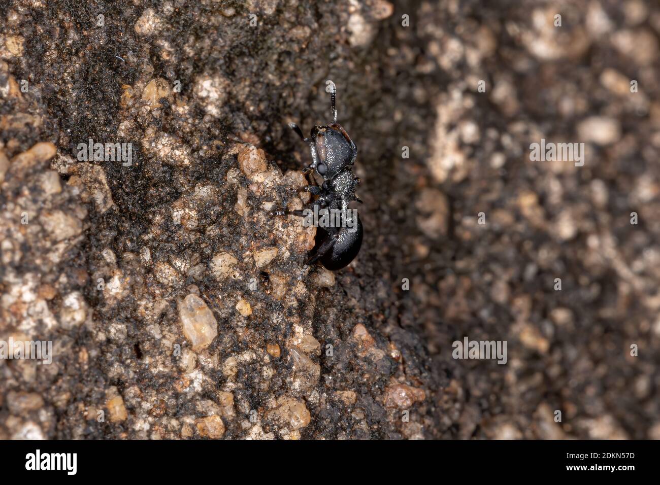 Turtle Ant of the Genus Cephalotes Stock Photo - Alamy