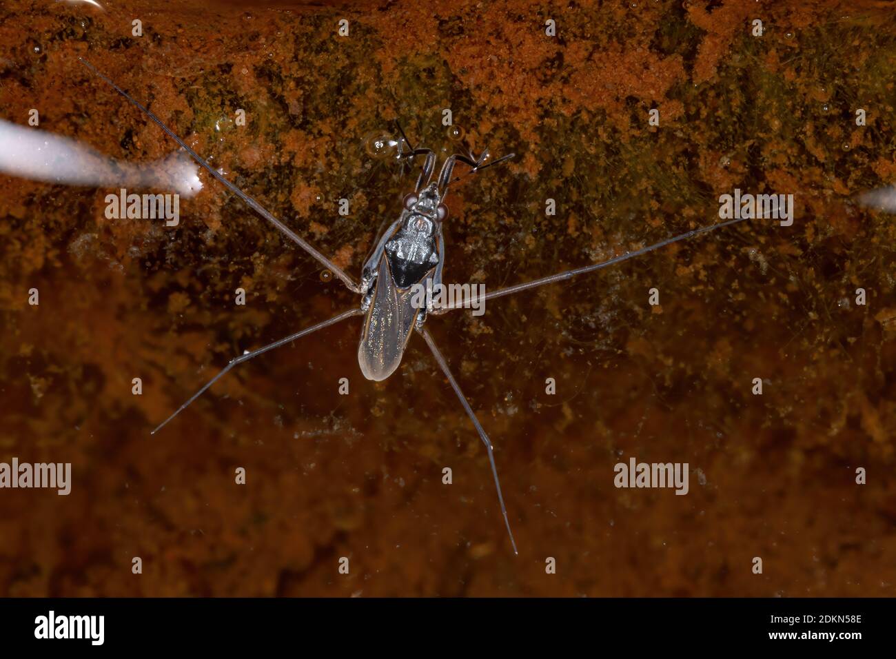 Aquatic insect gerridae family hi-res stock photography and images - Alamy