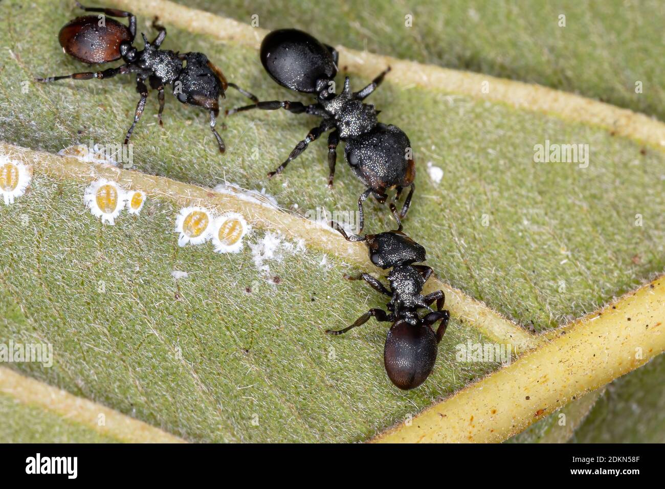Turtle Ant of the Genus Cephalotes Stock Photo - Alamy
