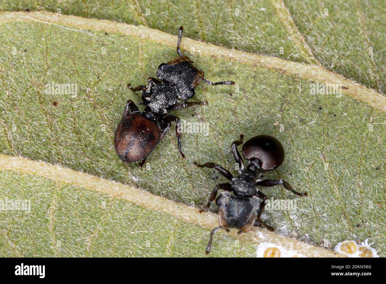Turtle Ant of the Genus Cephalotes Stock Photo - Alamy