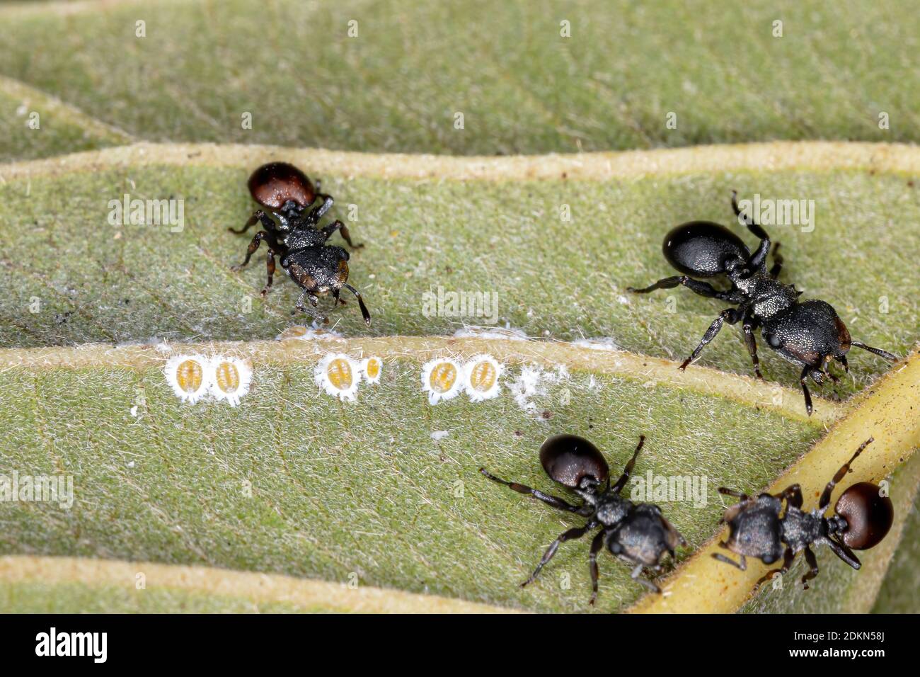 Turtle Ant of the Genus Cephalotes Stock Photo - Alamy