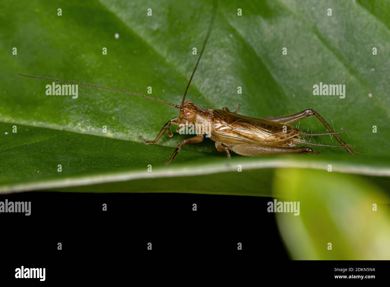 Ground Cricket of the Family Trigonidiidae Stock Photo - Alamy
