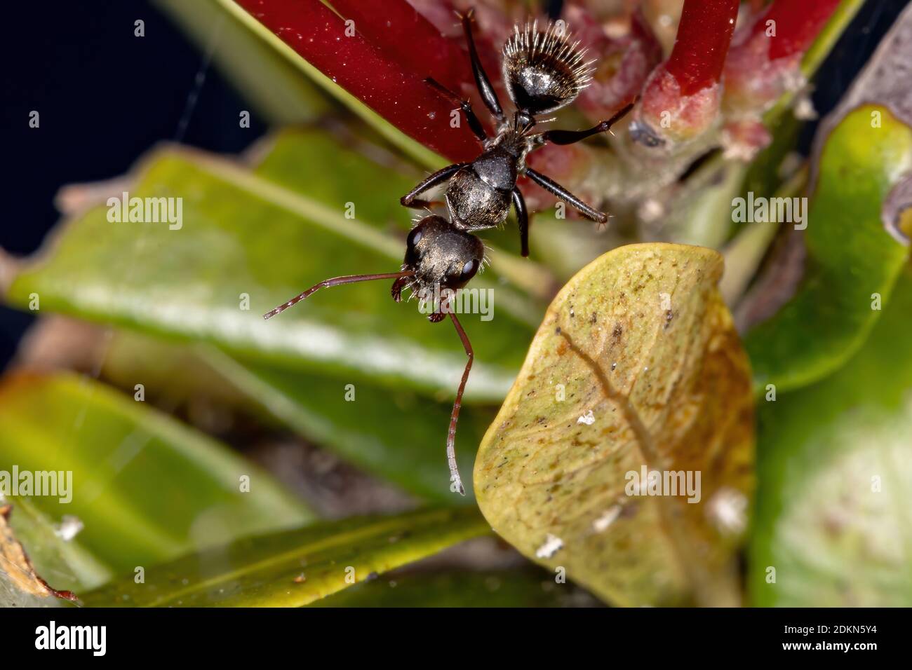 Small Carpenter Ant of the Genus Camponotus Stock Photo - Alamy