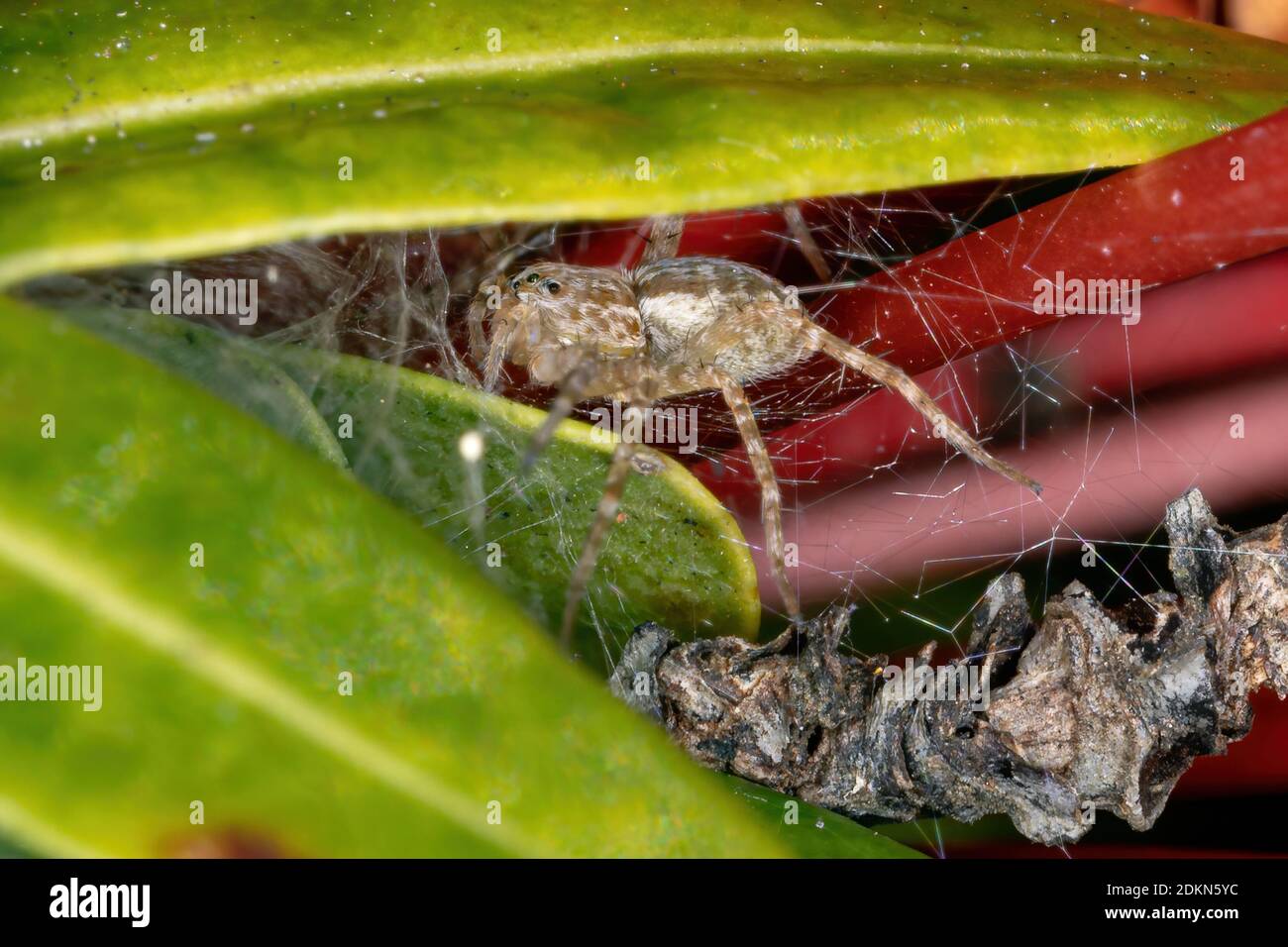 Nursery Web Spider of the Genus Architis Stock Photo - Alamy