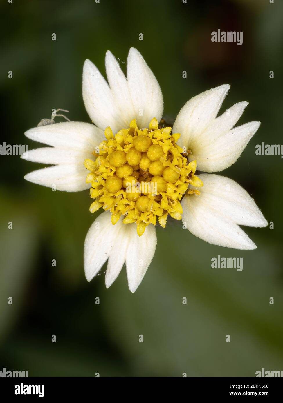 Flower of the plant Tridax procumbens Stock Photo - Alamy