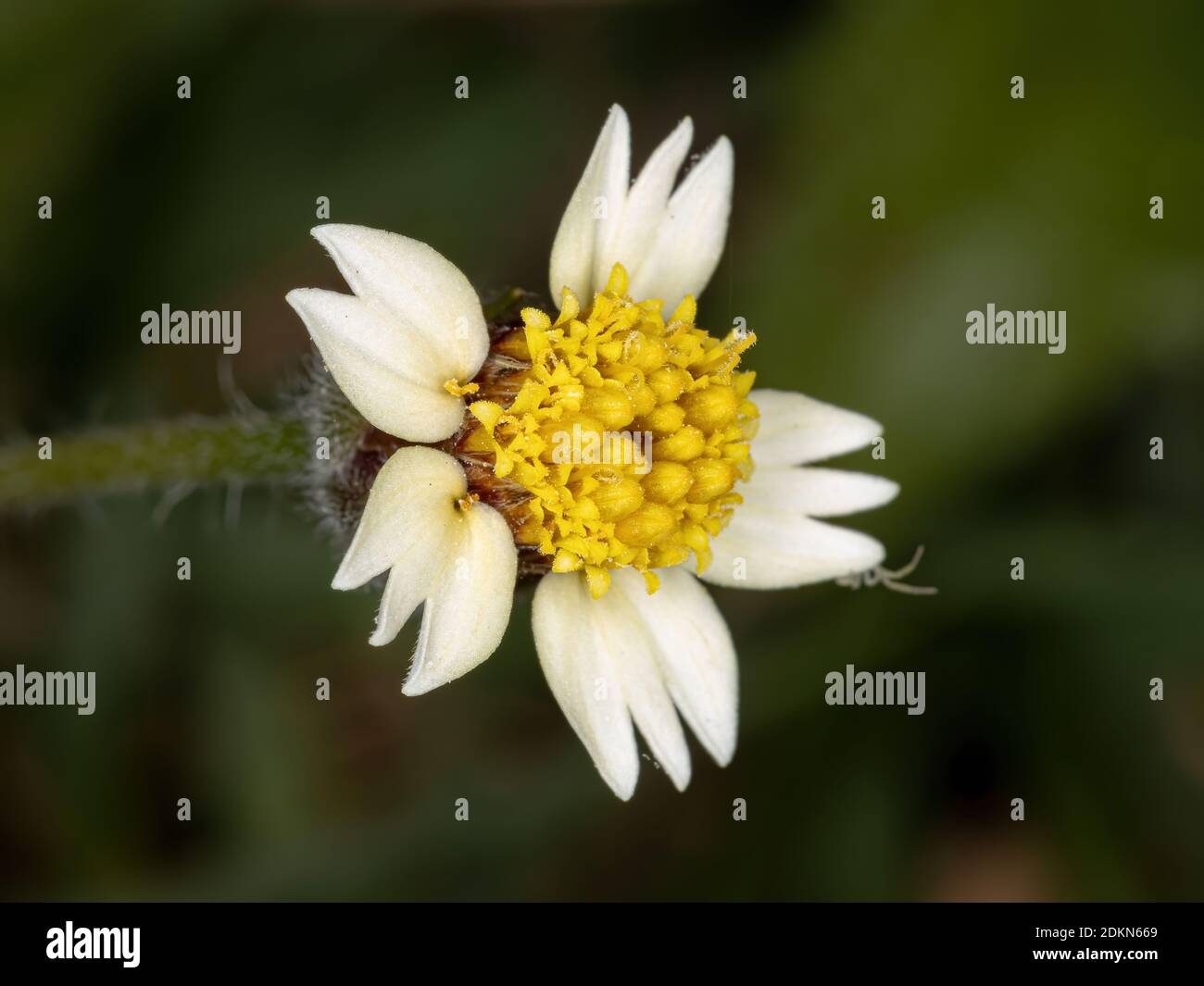 Flower of the plant Tridax procumbens Stock Photo - Alamy