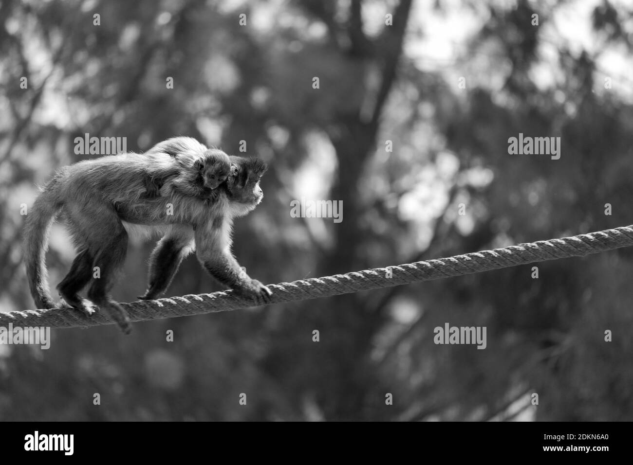 Monkey up a tree Black and White Stock Photos & Images - Alamy