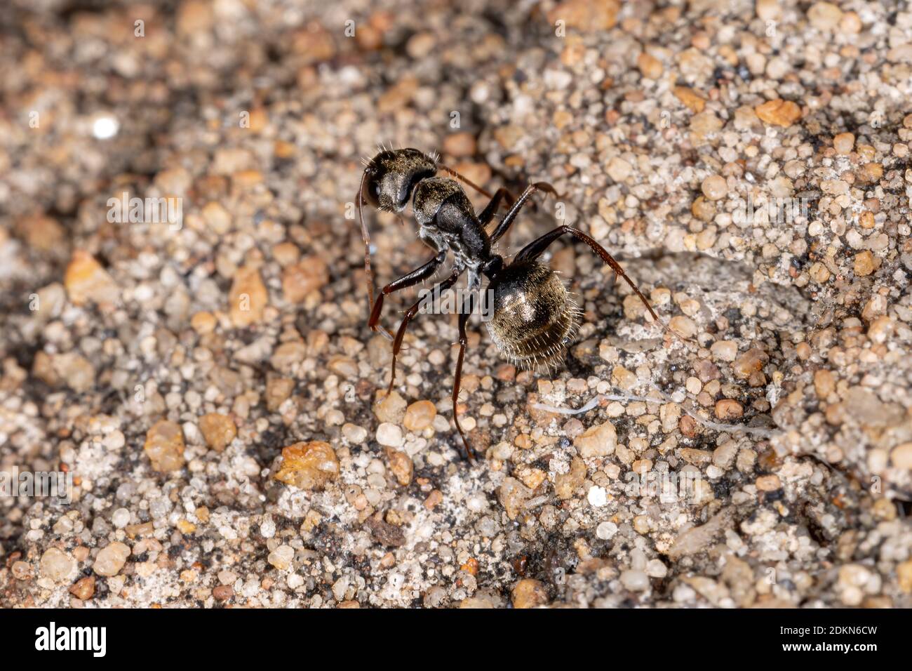 Small Carpenter Ant of the Genus Camponotus Stock Photo - Alamy