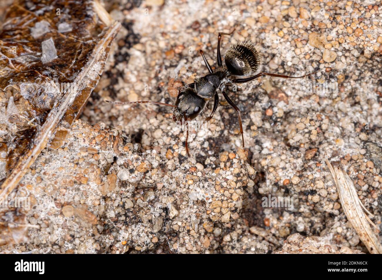 Small Carpenter Ant of the Genus Camponotus Stock Photo - Alamy