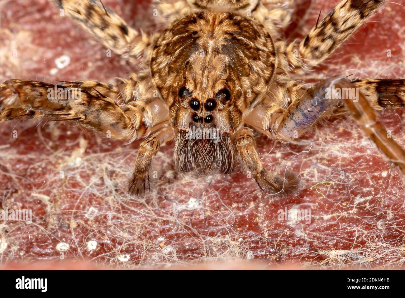Genus sp hi-res stock photography and images - Alamy