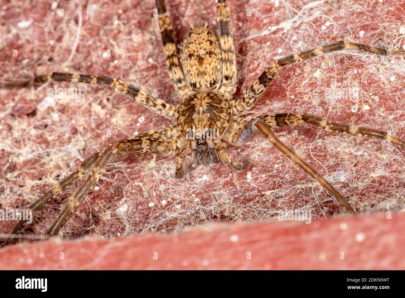 Poisonous spider brazil hi-res stock photography and images - Alamy