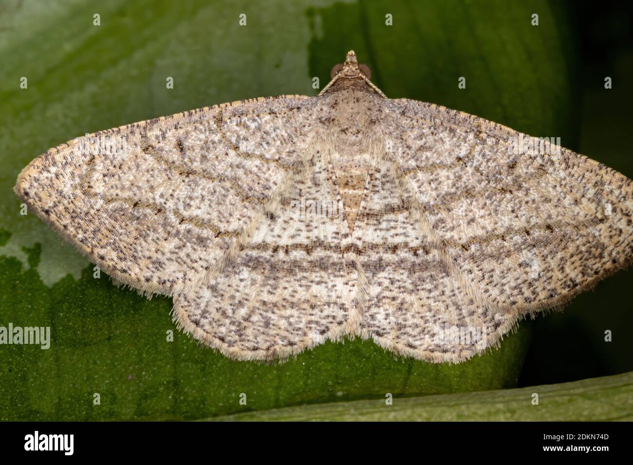 Geometer Moth of the Family Geometridae Stock Photo - Alamy
