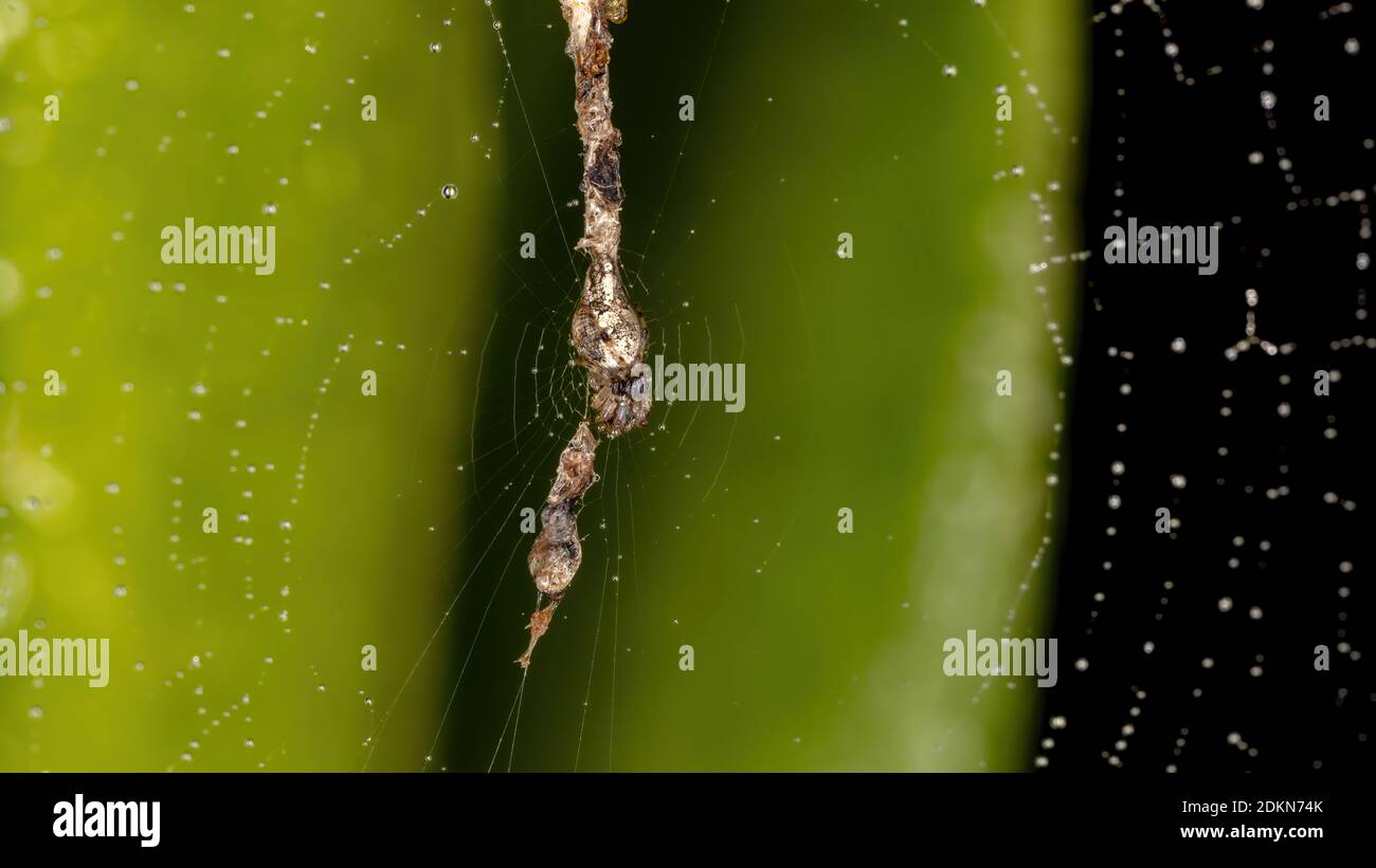 Trashline Orbweaver of the Genus Cyclosa Stock Photo - Alamy