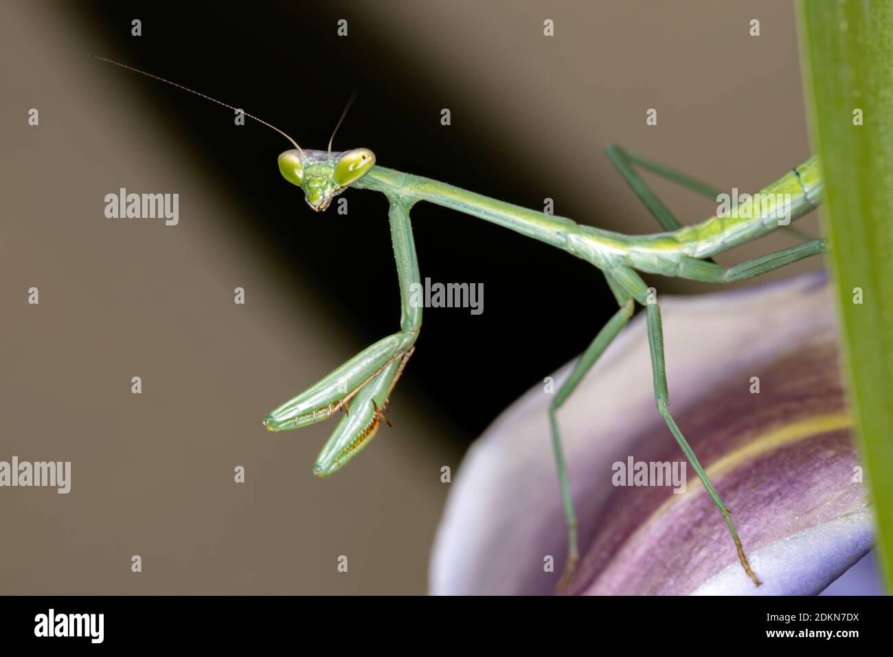 Brazilian Mantid of the Genus Oxyopsis Stock Photo - Alamy