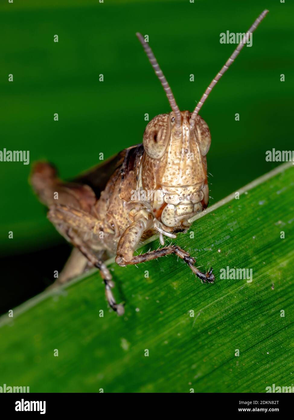 Short-horned Grasshopper of the Family Acrididae Stock Photo - Alamy