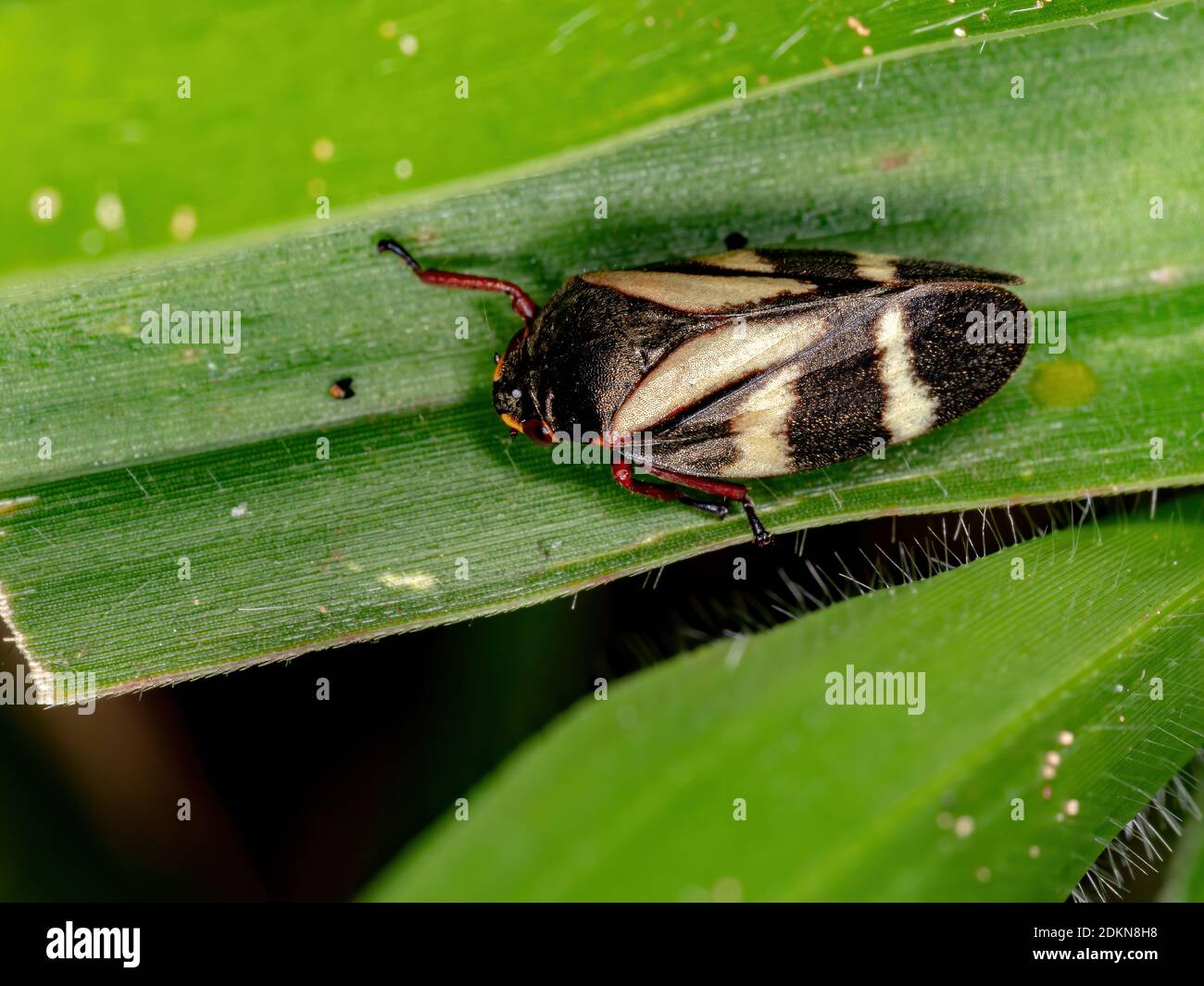 Brazilian Froghopper of the species Deois flavopicta Stock Photo - Alamy